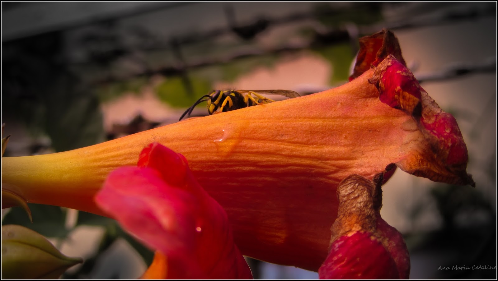 Lumea văzută din Turda: Trâmbiță, Luleaua Turcului (Campsis radicans)