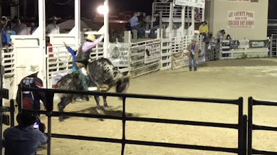 Explore SWFL: His First Rodeo:Fort Myers Pro Rodeo