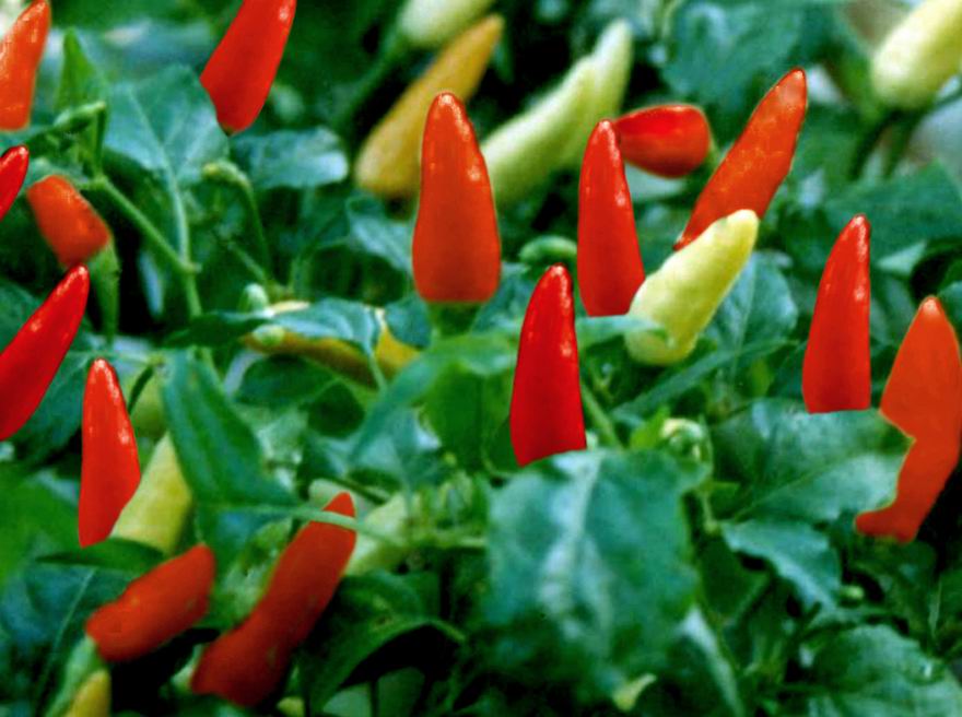 fauziah siskomp: Tulisan bahasa inggris cara menanam bibit yang baik ...