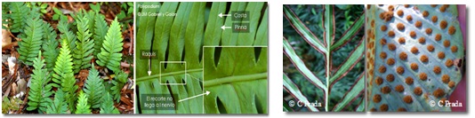 Embryophytas: Pteridophytas