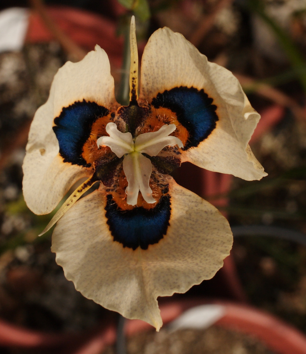 Growing Cool Plants: Moraea MM 13-170