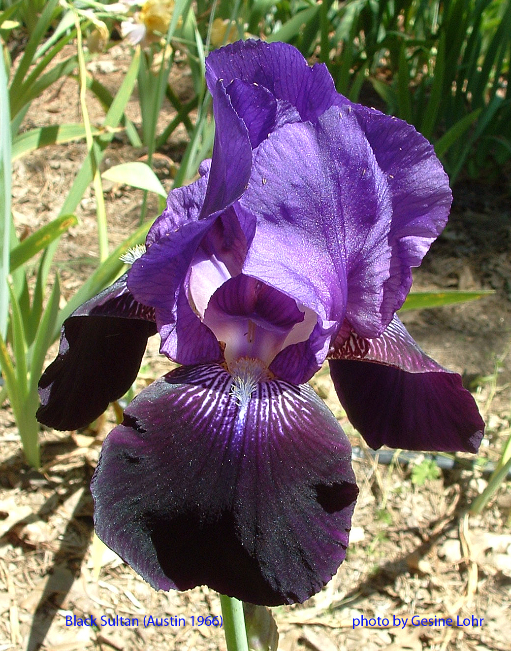 World of Irises: March 2017