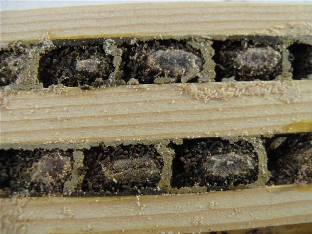 Inside the nest- healthy cocoons and mites - Beediverse Mason Bees