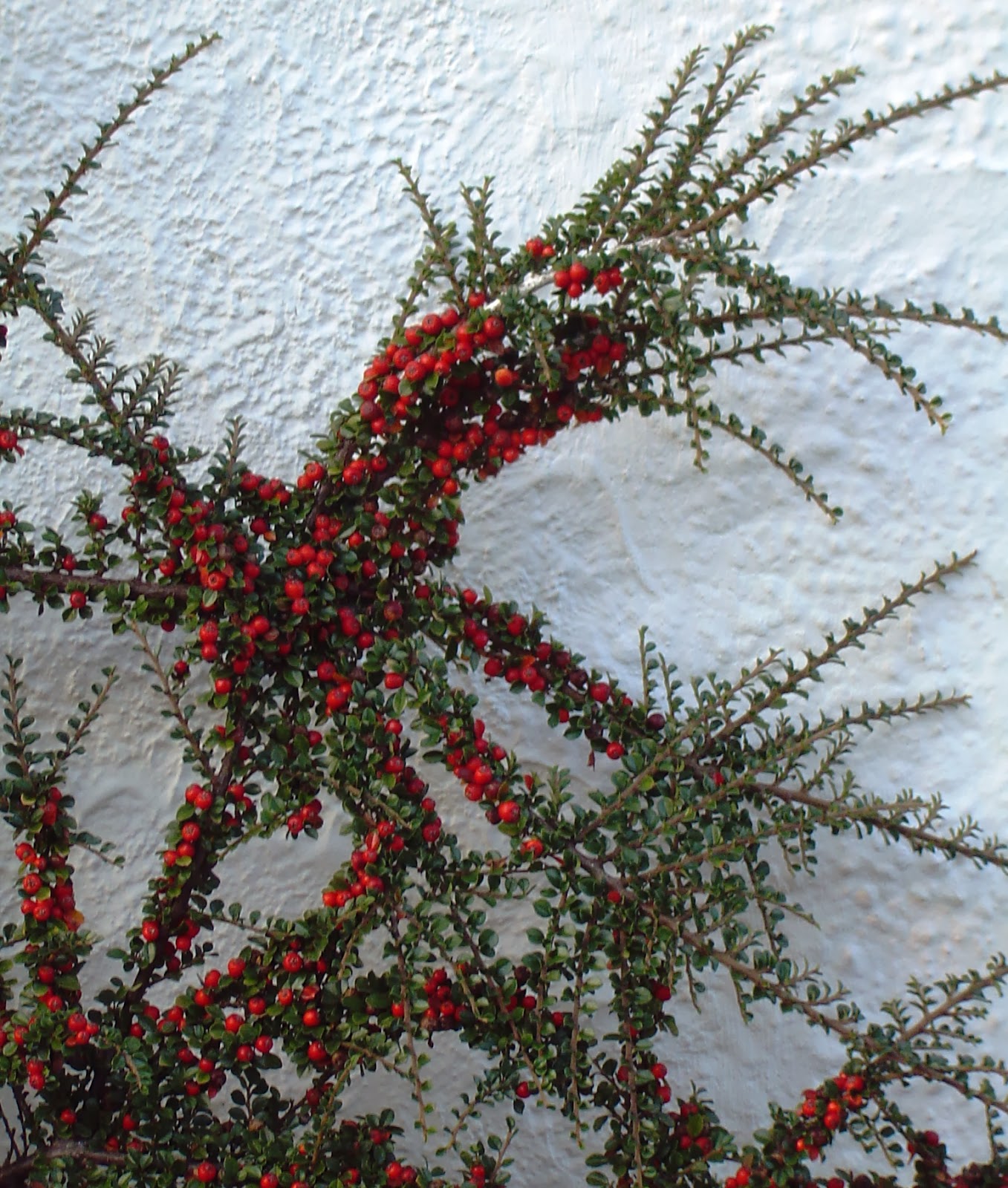 My Purple Velvet Box Full of Stuff: Tree Identification № 2: Cotoneaster