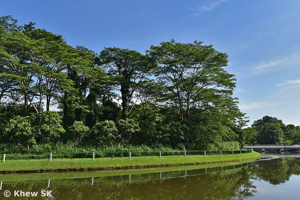 Butterflies of Singapore: Butterfly Photography at Our Local Parks ...