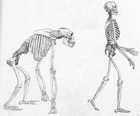 EVOLUCIÓNDE LOS HOMINIDOS on emaze