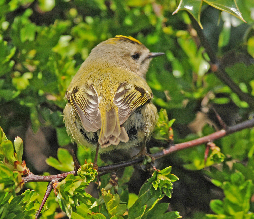 Brian Rafferty...Wildlife Photographer: Golden Crested Wren
