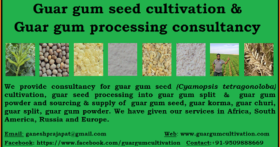 GUAR GUM INFORMATION AND GUAR GUM CULTIVATION IN INDIA: Disease ...