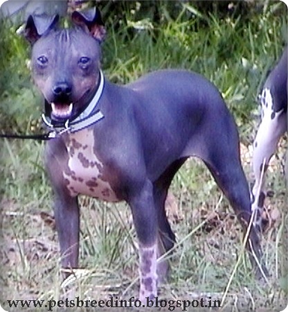 American Hairless Terrier Dog HD Wallpaper Free Download | All About Dogs