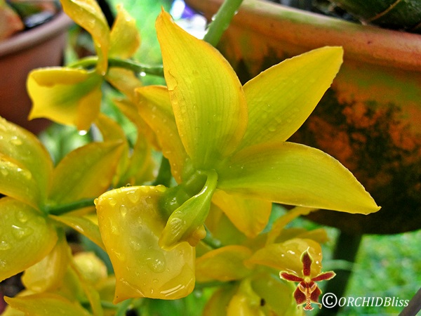 ORCHIDBliss: Cycnoches Taiwan Gold