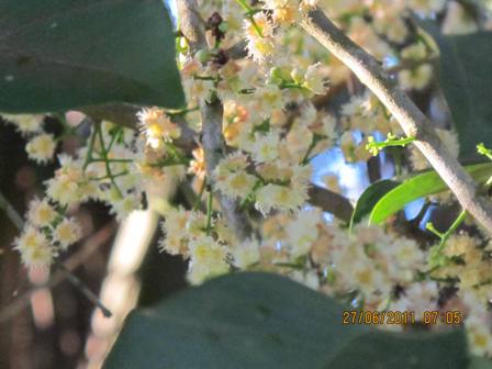 Sarawakiana@2: Daun Bungkang