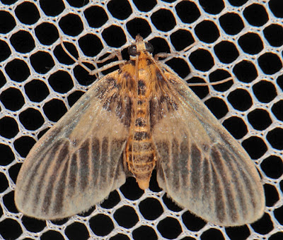 BunyipCo: September 2012