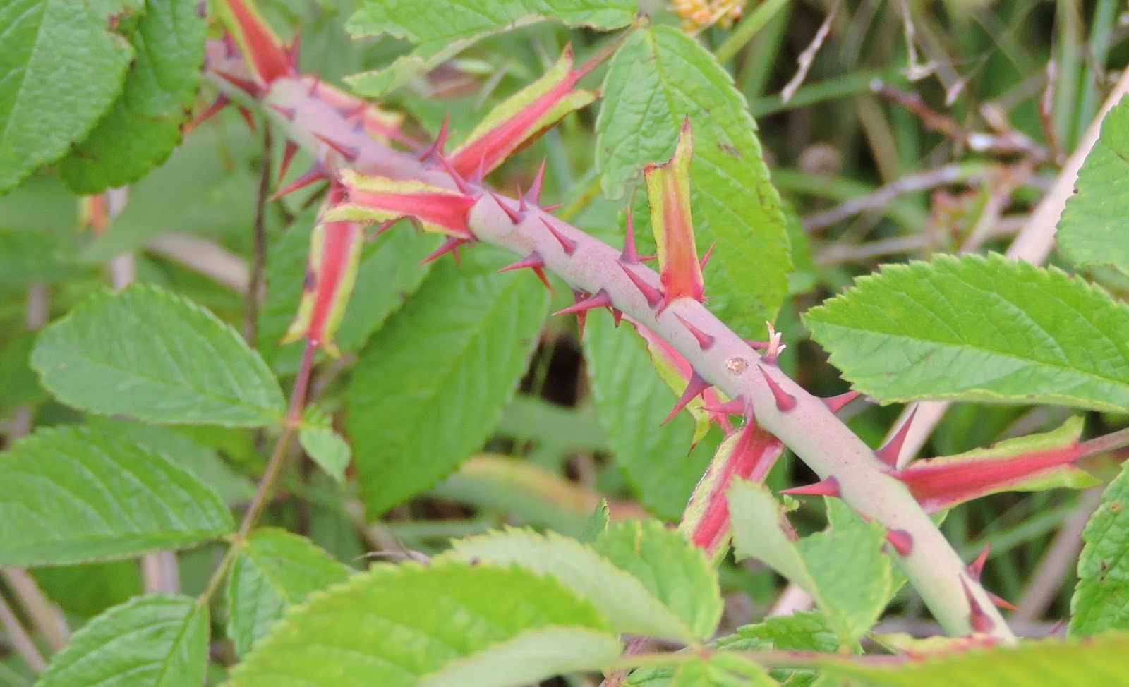 Springfield Plateau: War of the Roses