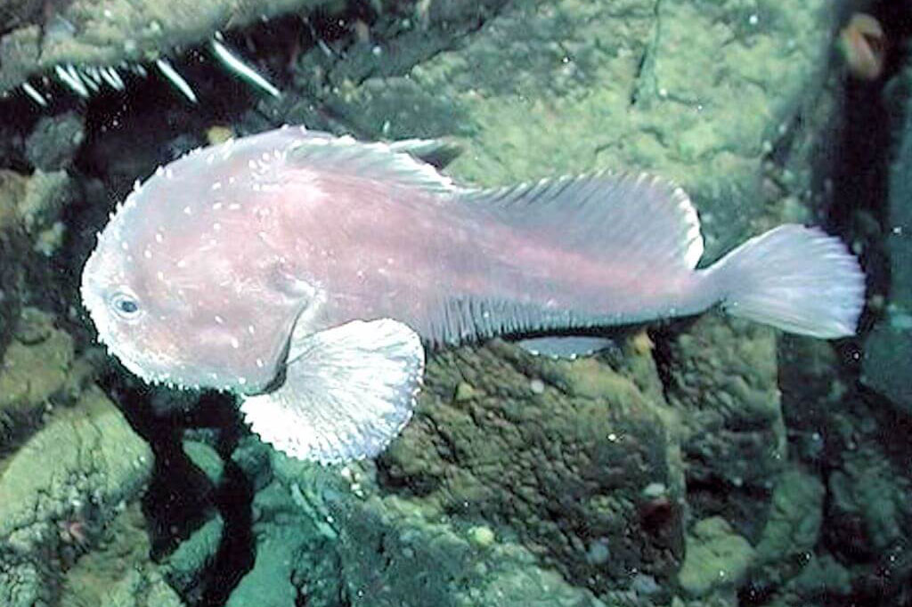 BLOB FISH ~ Everything About Fish