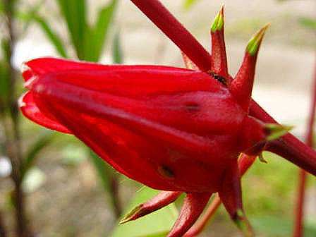 Flower Benefits: Rosella Flowers Benefits