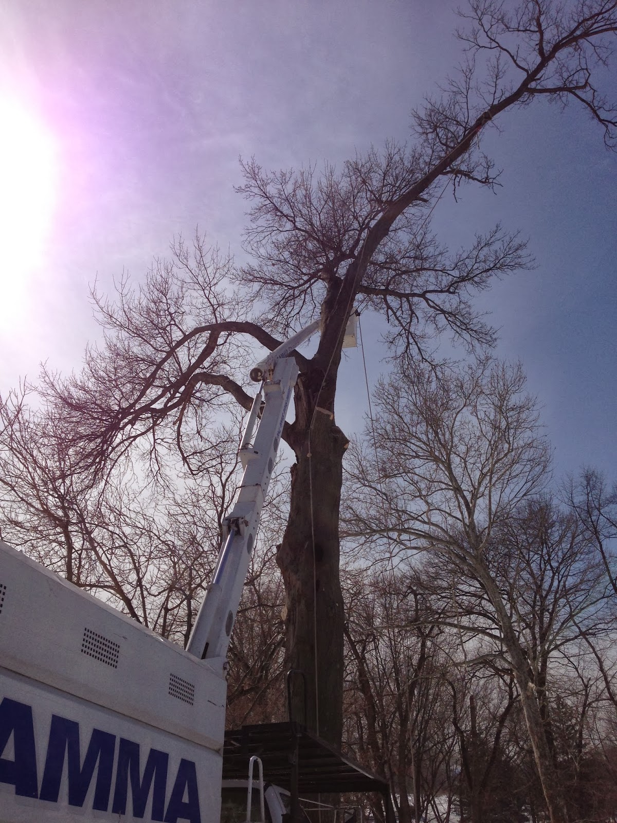 Glen Echo Country Club Golf Course Management: Tree Management Plan, 12 ...