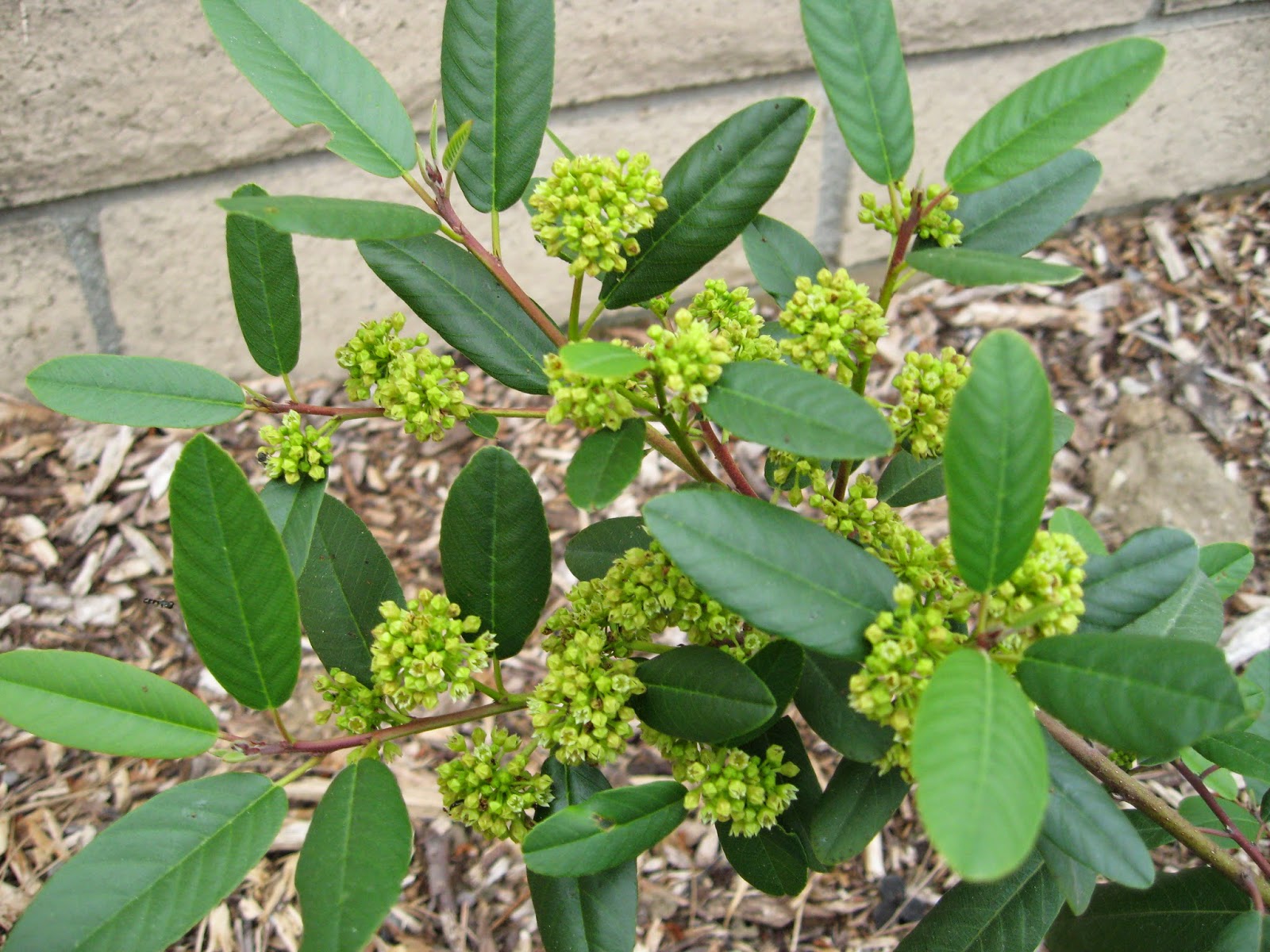 Earth's Internet & Natural Networking: California Coffeeberry ...