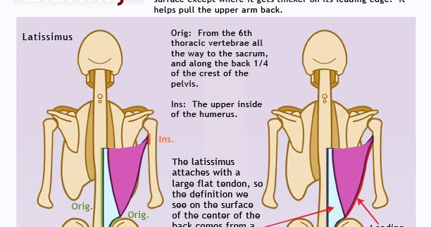 Drawsh: The Latissimus