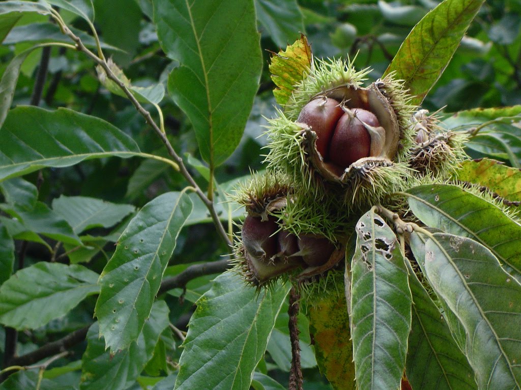 Fruit Warehouse: American Chestnut ( Castanea dentata )