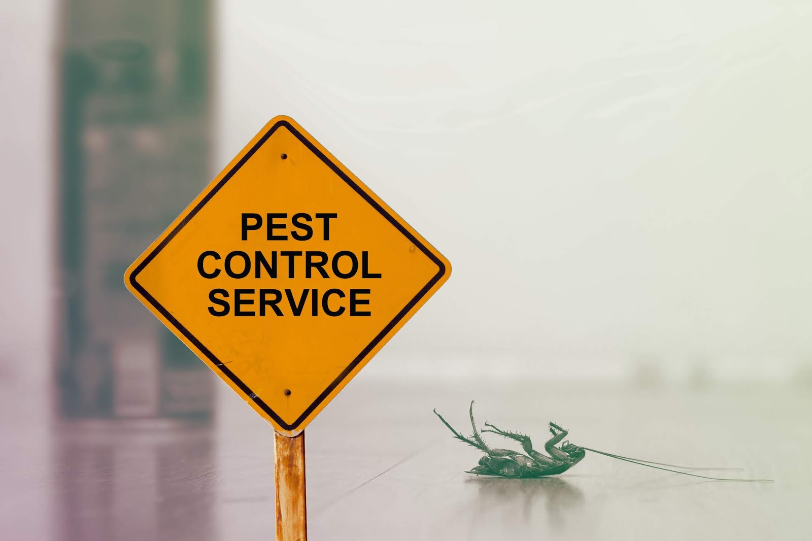 American Pest Management: The Value of Professional Pest Control