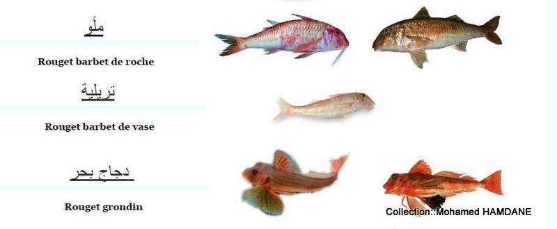 CULTURE et PATRIMOINE DE TUNISIE EN IMAGES- MOHAMED HAMDANE-ثقافة وتراث ...