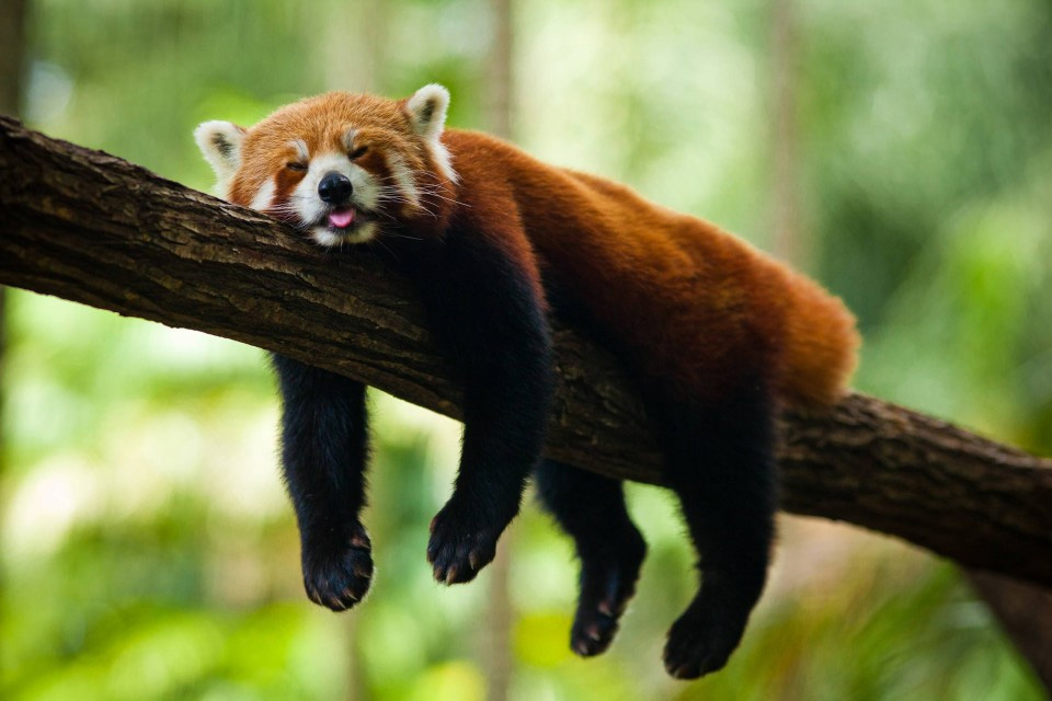 red panda bear « Nat Geo Adventure