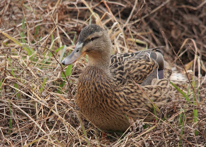BIRDING - Kyoto, Kansai and Japan: dabbling ducks