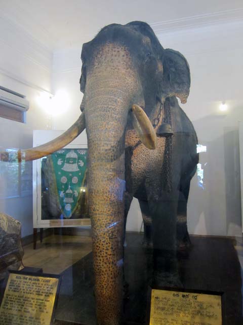 Pete and Kristina Roam: Kandy: Tales of the Tooth and the Tusker
