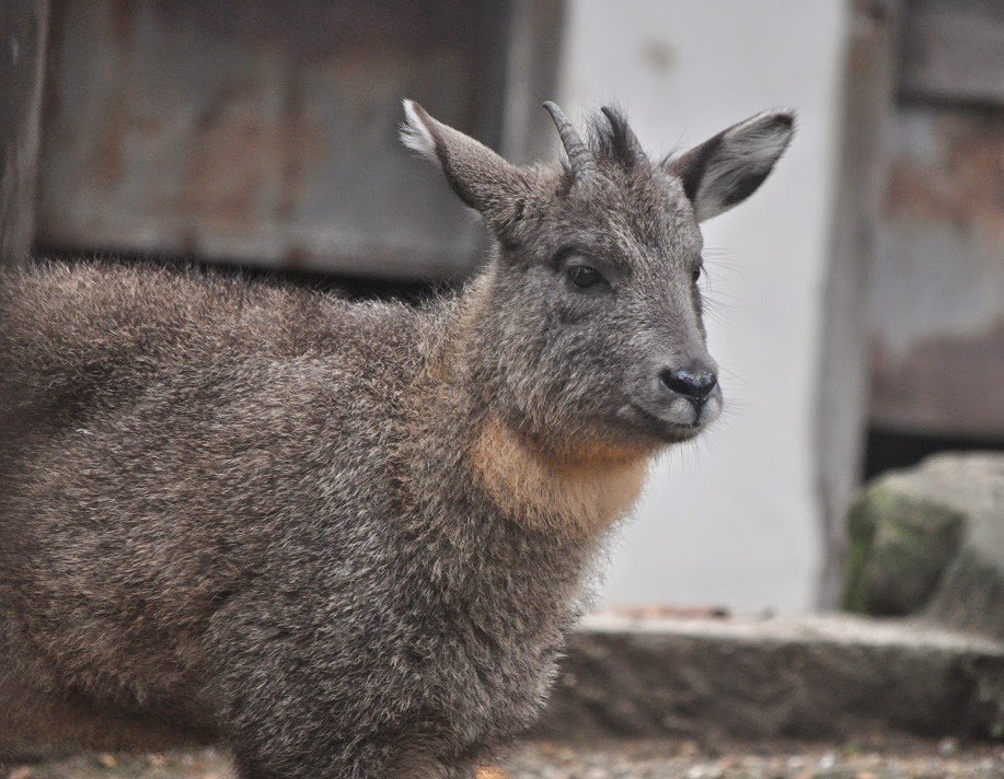 ZOOTOGRAFIANDO (6.096 ANIMALS): GORAL CHINO / CHINESE GORAL ...
