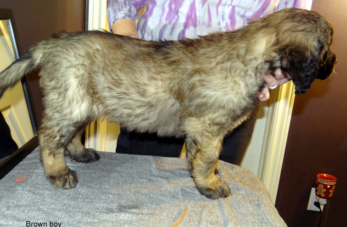 Heronview Leonbergers: Conformation shots of puppies