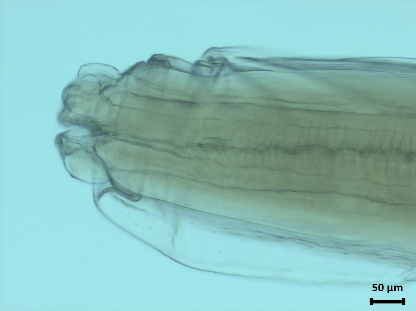 Cormorán Moñudo en el Mediterráneo Ibérico. European shag in Iberian ...