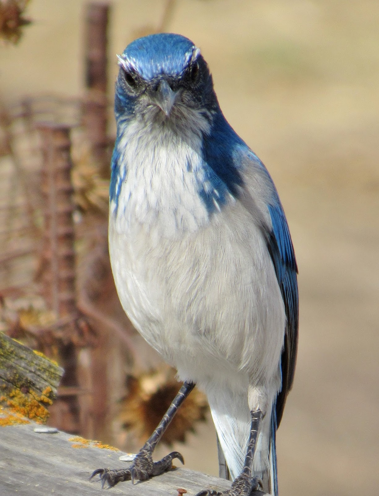 A Brand-New Species: The California Scrub-Jay