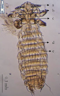 Muslimin Sepe Nada: Ektoparasit Pada Tubuh Tikus