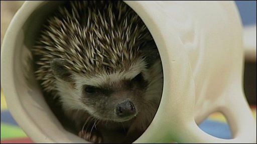 Everything About Pets: Mini Hedgehog (Kind of Mini Hedgehogs)