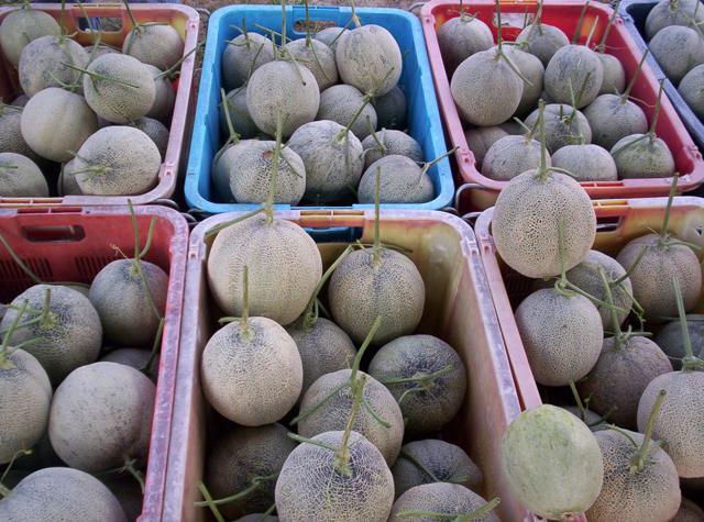 Green Horizon: Rockmelon oh rockmelon..