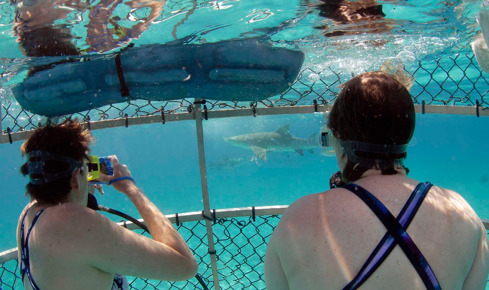 THE ADVENTURES OF SHARK GIRL : Caged in: Tiger Beach