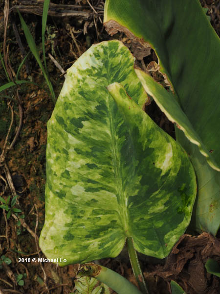 The rainforests of Borneo & Southeast Asia: Begonia promethea ...