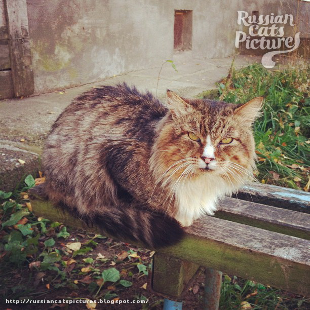 Sad Instacats — Russian Cats Pictures