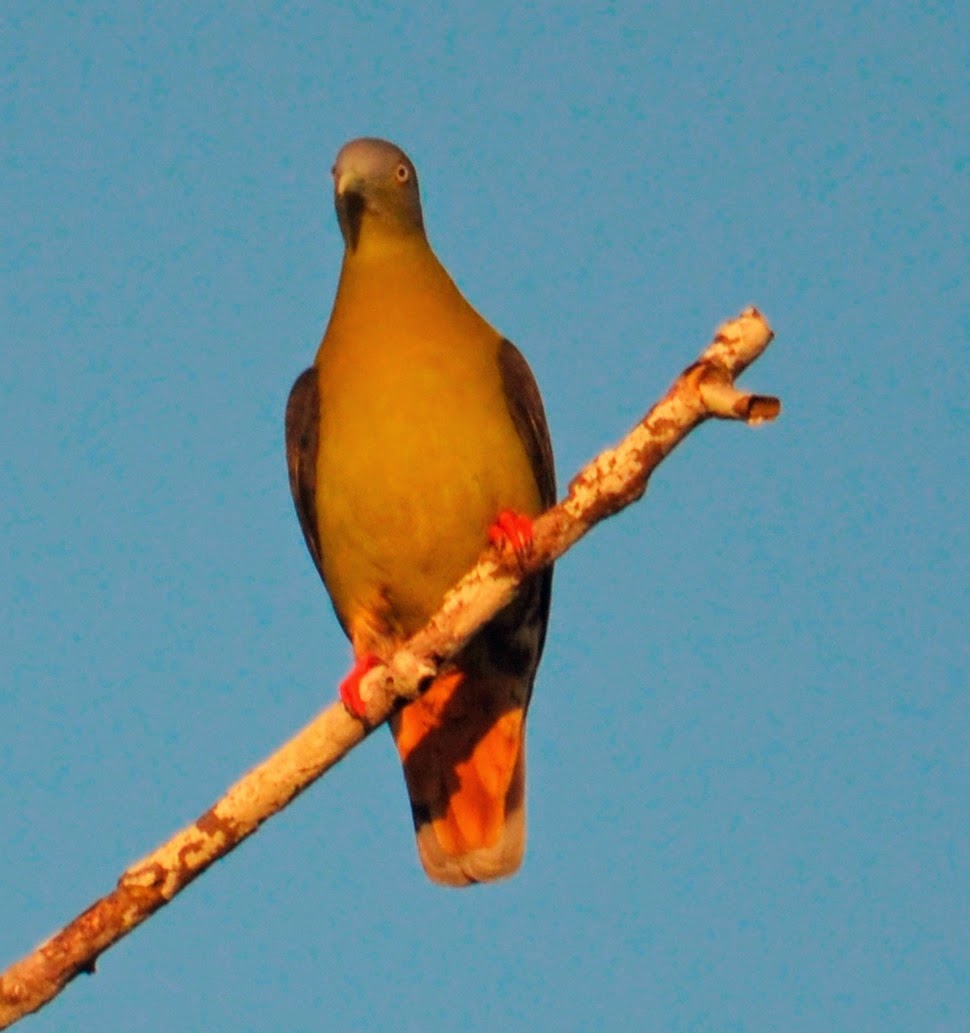 The Kambatik Park, Bintulu.: One, Two Punai birds