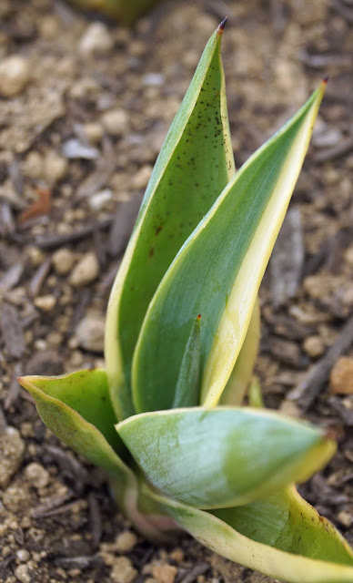 Agave Desmettiana Bloom Update: Bulbil Variegation Variations