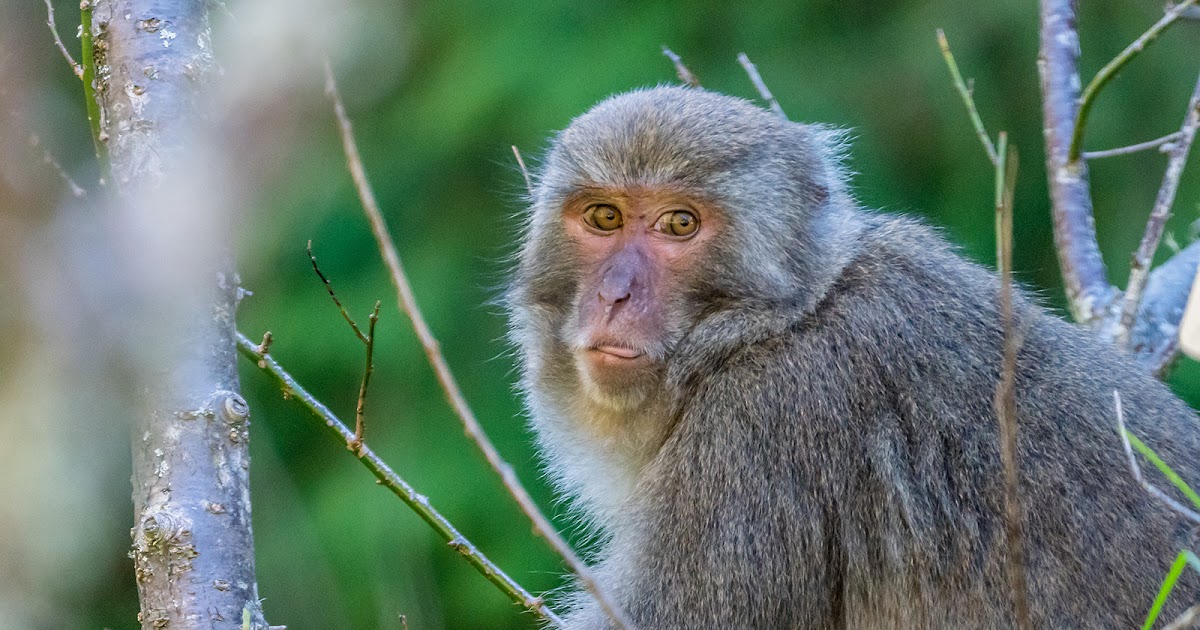 tower record: 武陵風景區的台灣獼猴_Formosan macaque (Macaca cyclopis) Monkey