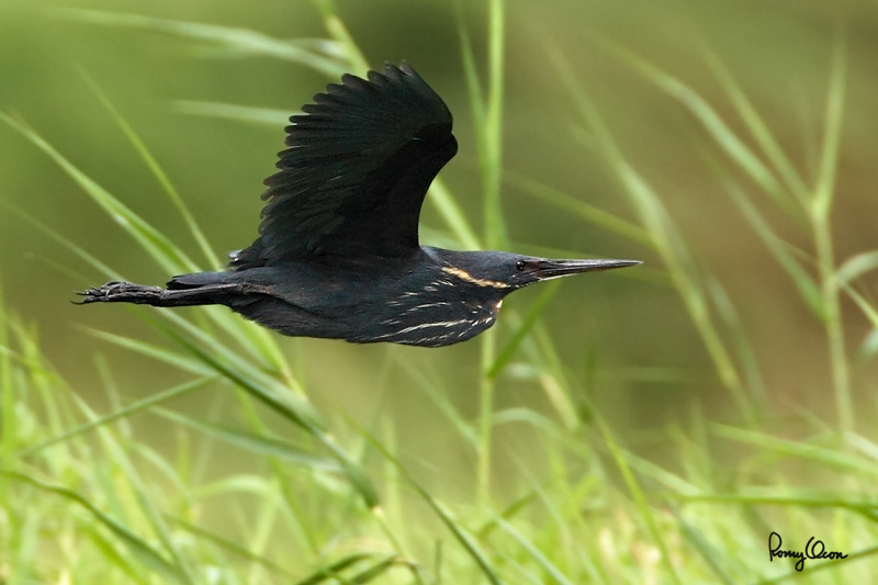 Romy Ocon's Wild Birds of the Philippines: Black Bittern in flight