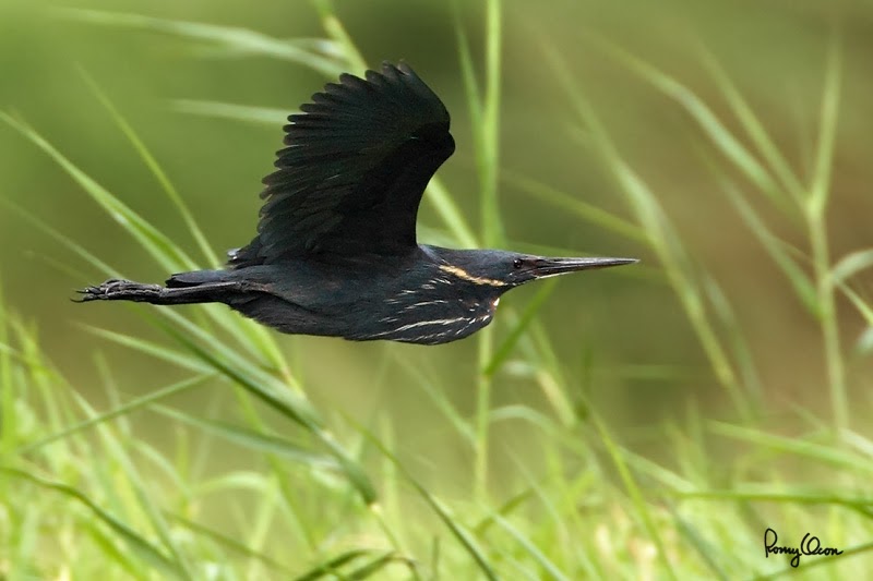 Romy Ocon's Wild Birds of the Philippines: Black Bittern in flight