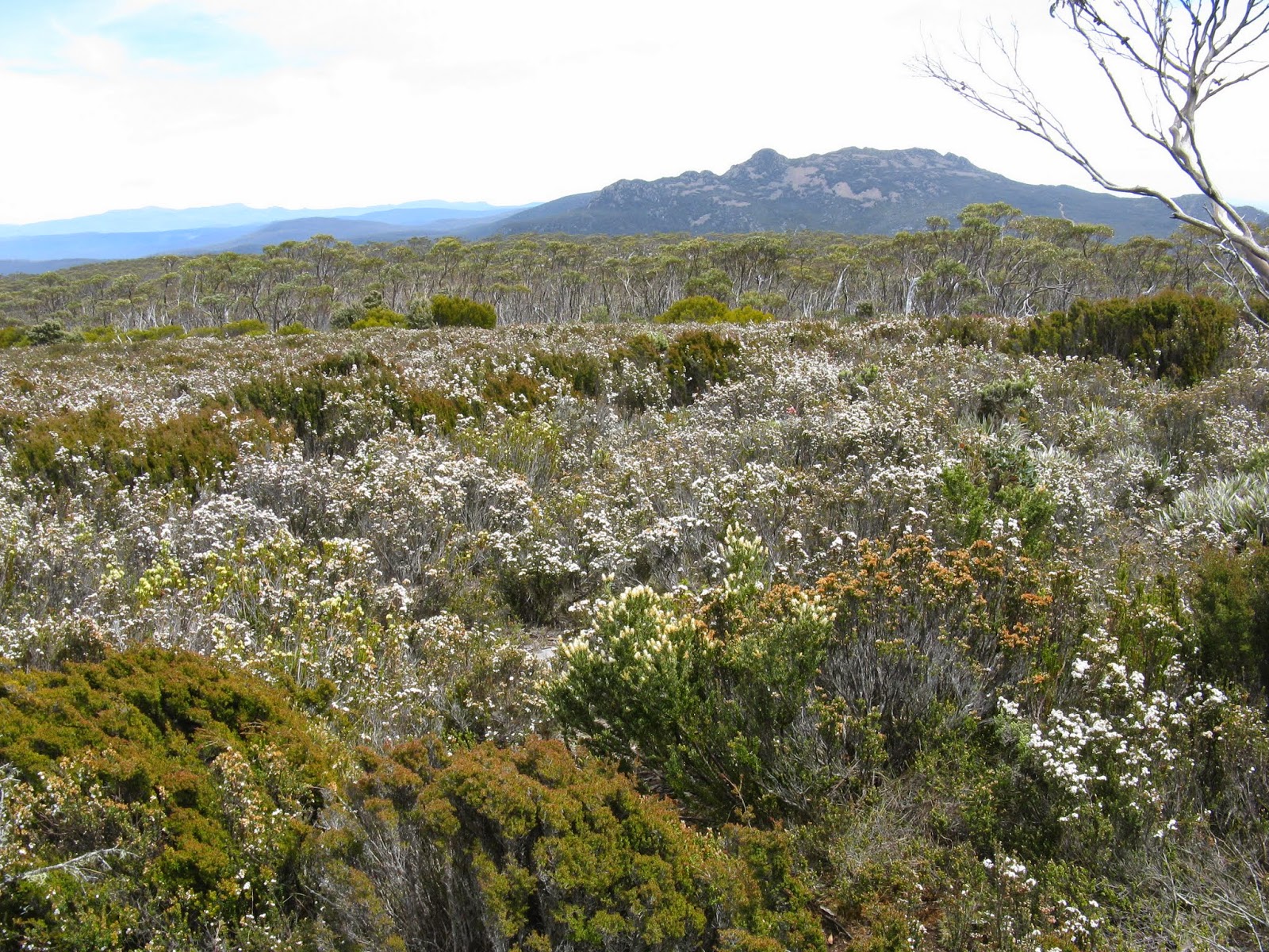Thark Ridge Rock Slab Circuit