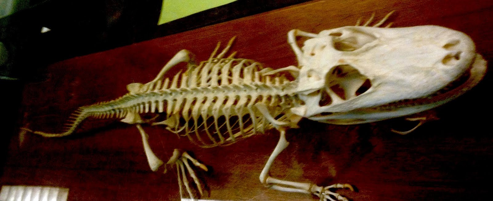 Biology of the Reptilia: Lab 1: Reptile Development and Anatomy: Dan ...