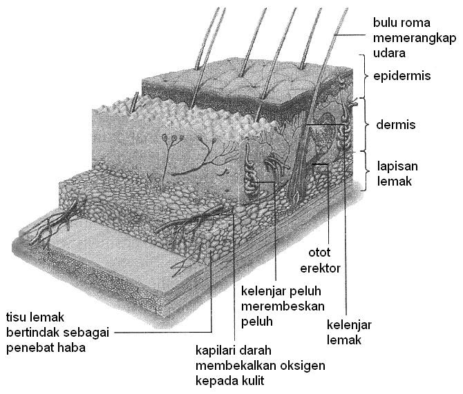 Sains 1 2 3: Deria Sentuhan