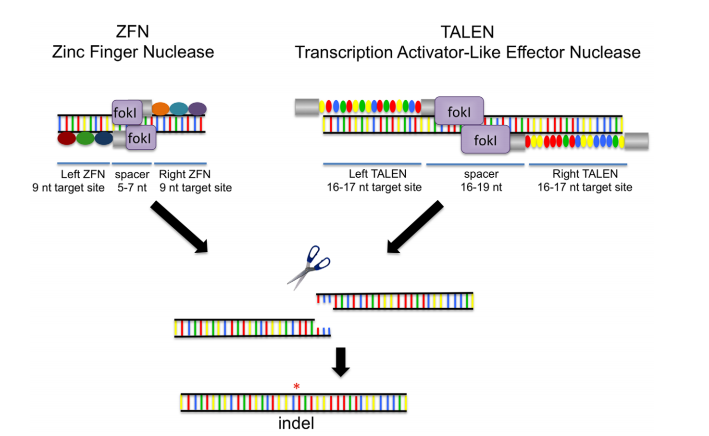 Science Prose: Improving genome editing specificity