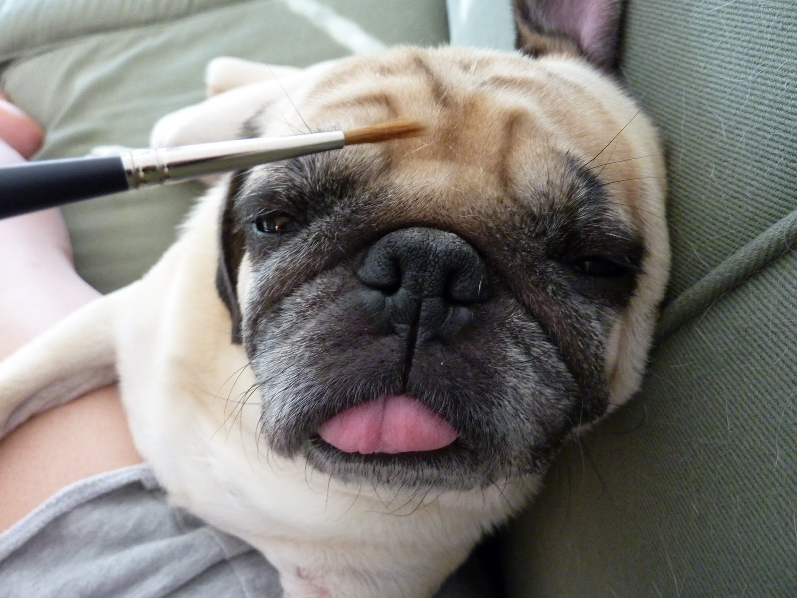 Lil Smug Pug: Painting My Lil Smug Pug