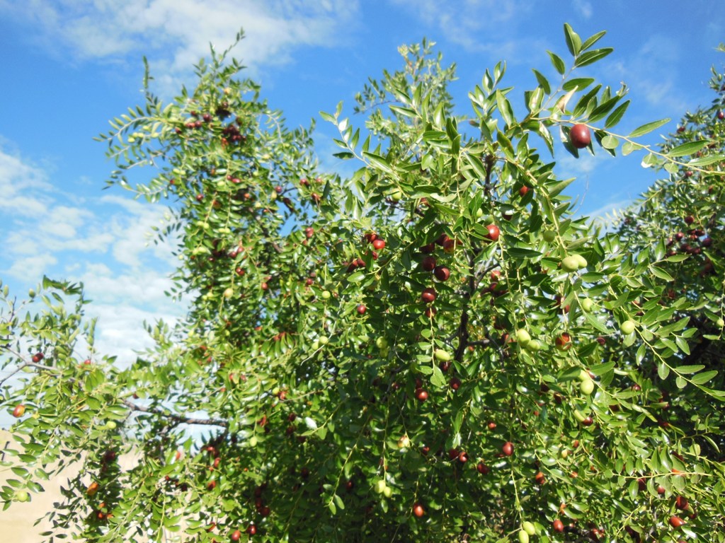 No le digas a mi madre que estoy haciendo fotos: Azufaifa, fruto del ...
