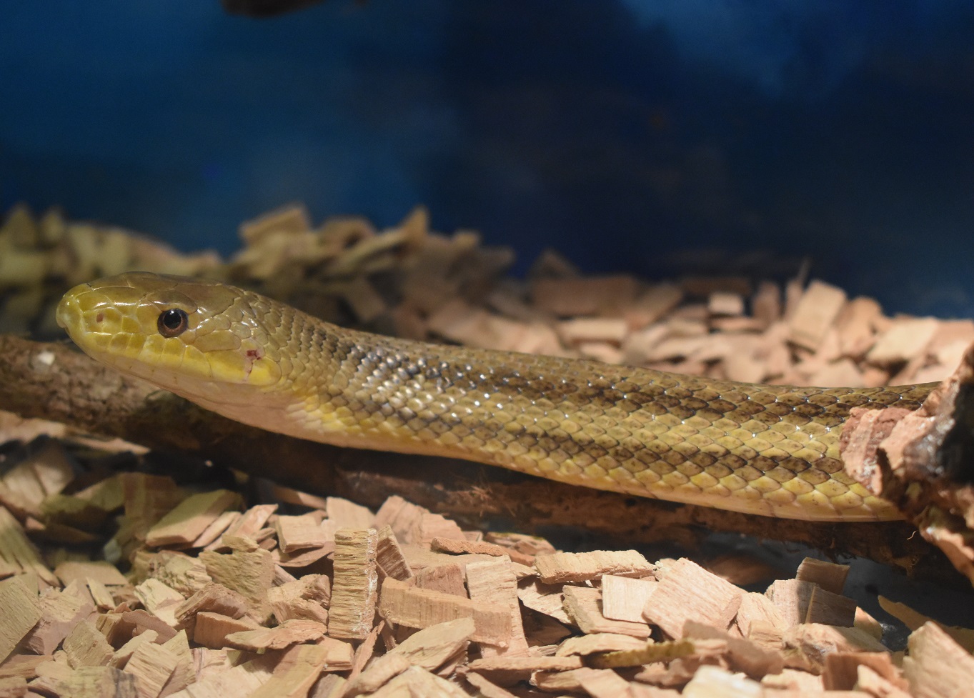 ZOOTOGRAFIANDO (6.100 ANIMALS): SERPIENTE RATONERA AMARILLA / YELLOW ...